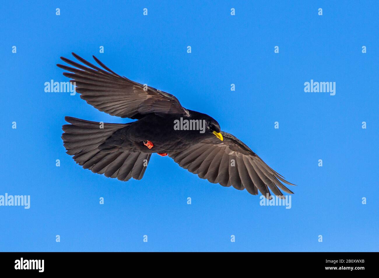 alpine chough (Pyrrhocorax graculus), in flight, Switzerland Stock ...