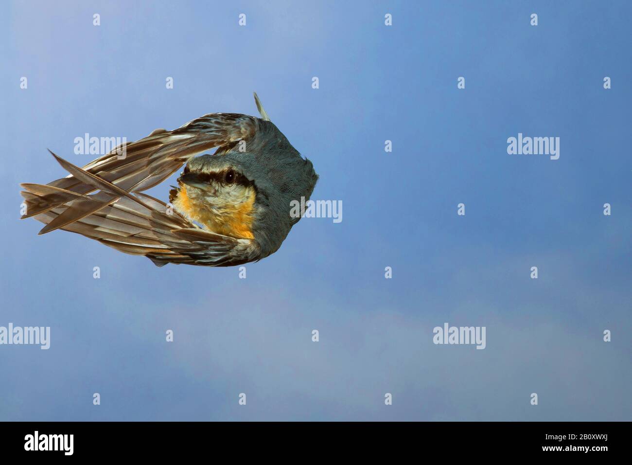 Eurasian nuthatch (Sitta europaea), in flight, front view, Germany ...