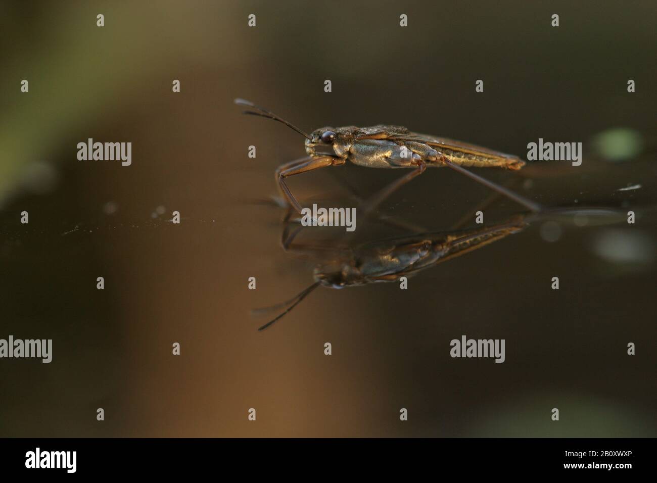 Insect walking on water hi-res stock photography and images - Alamy