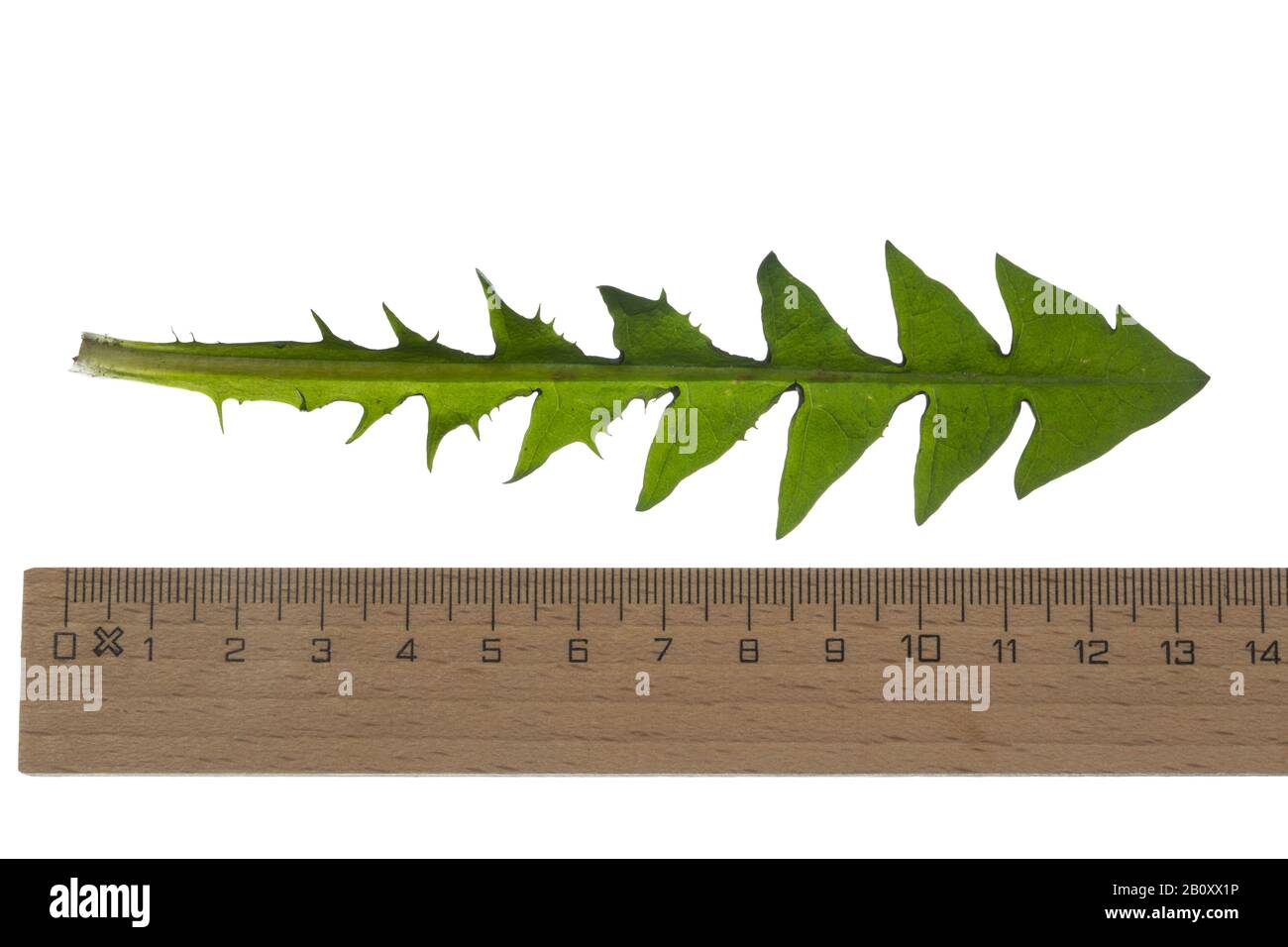 Medical ruler hi-res stock photography and images - Alamy