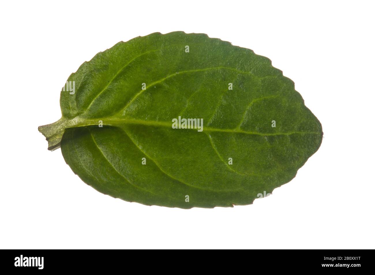 European brooklime, European speedwell (Veronica beccabunga), leaf ...