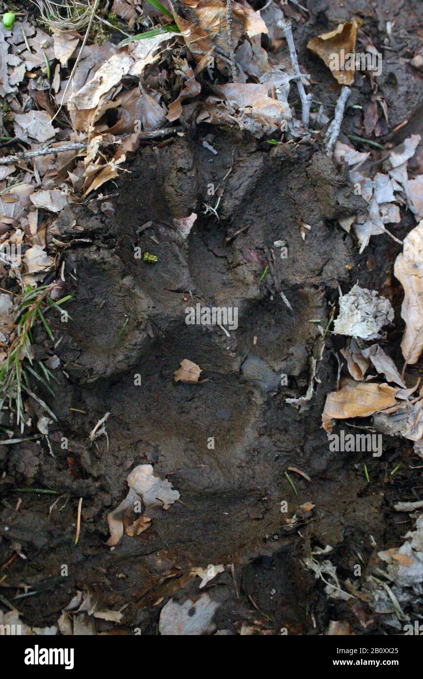 Eurasian lynx (Lynx lynx), footprint, Poland Stock Photo - Alamy