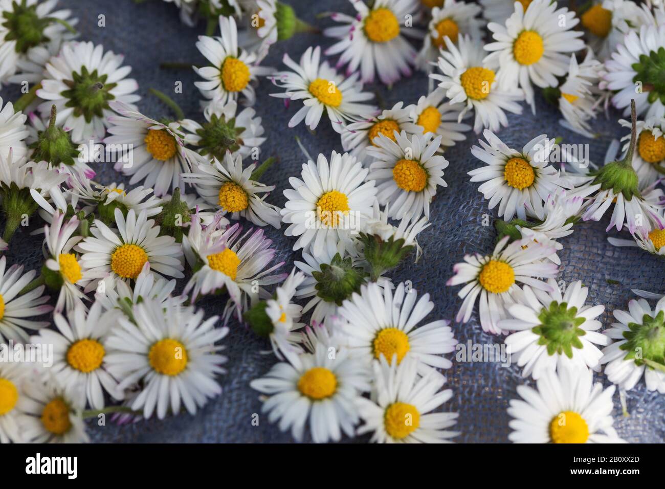 common daisy, lawn daisy, English daisy (Bellis perennis), harvesting ...