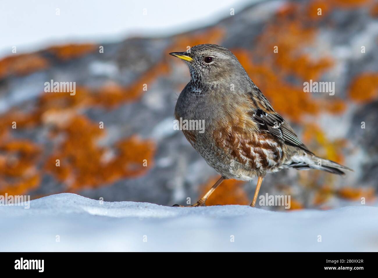 Alpine dunnock hi-res stock photography and images - Alamy