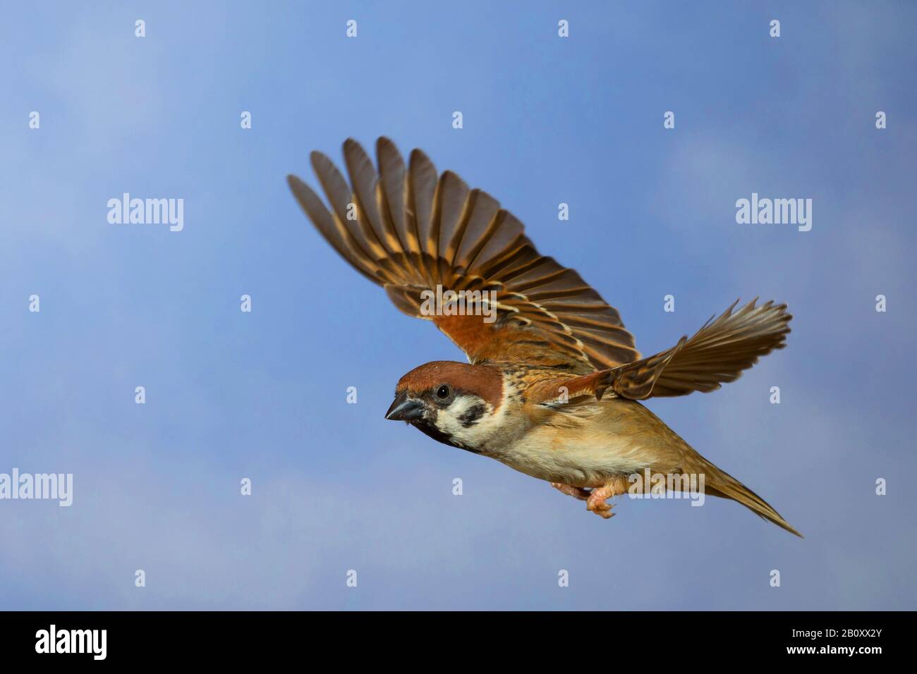 Eurasian tree sparrow (Passer montanus), in flight, side view, Germany ...