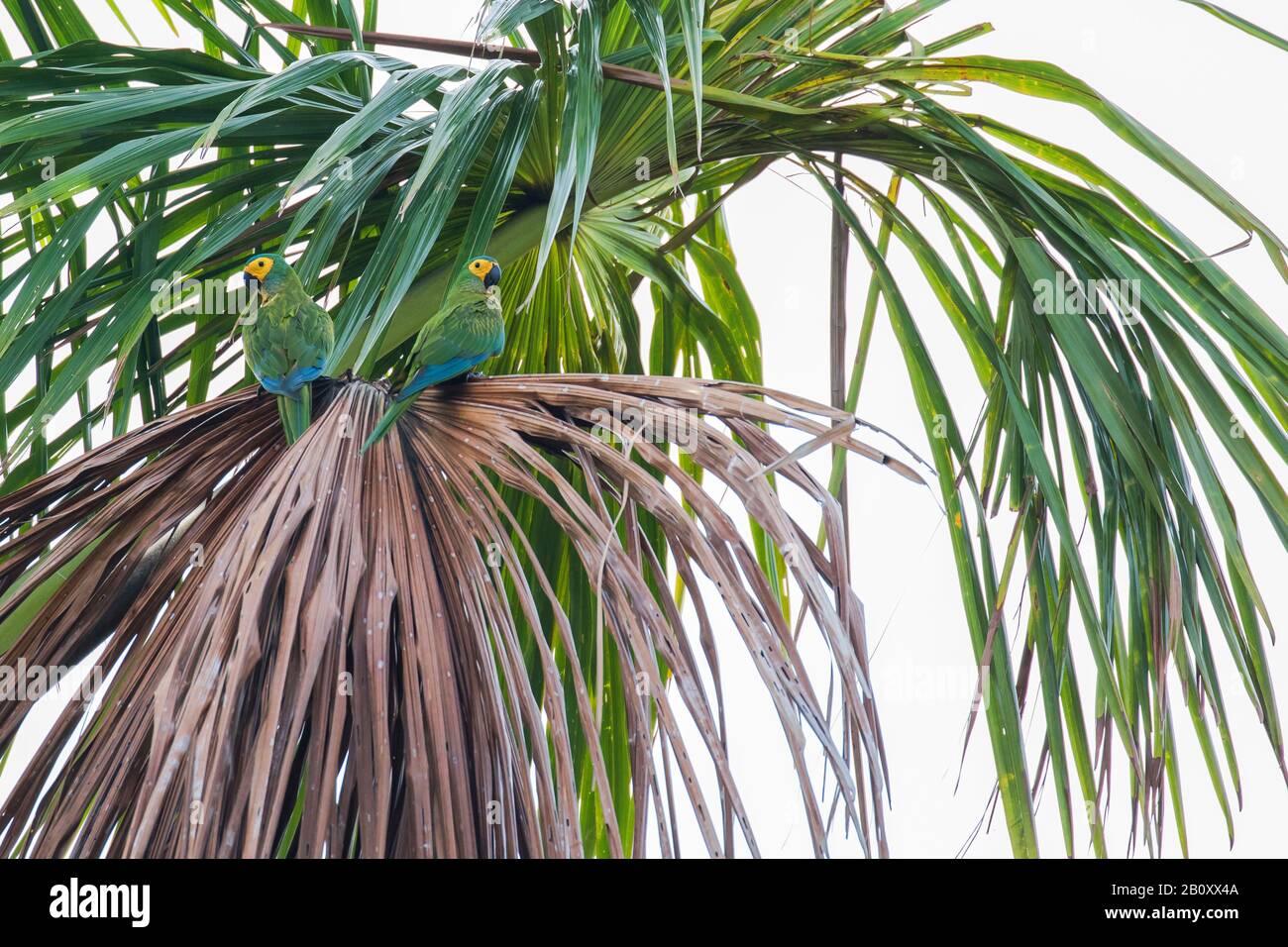 Tobago palms palm trees hi-res stock photography and images - Alamy