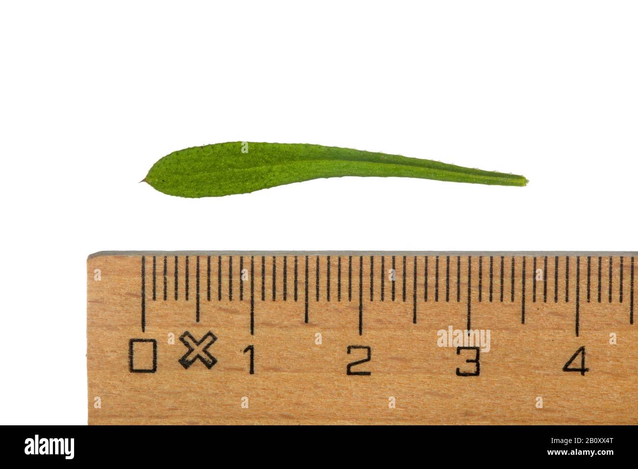 Cleavers, Goosegrass, Catchweed bedstraw (Galium aparine), leaf, cutout ...