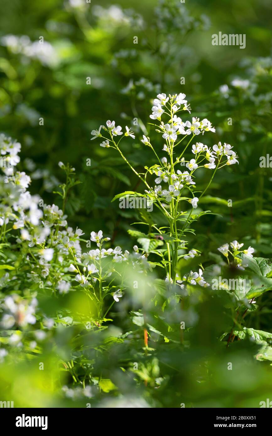 Bittercress hi-res stock photography and images - Alamy