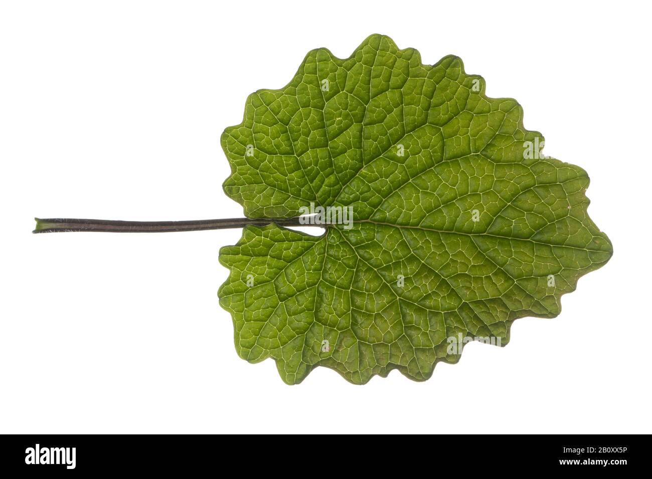 Garlic mustard, Hedge Garlic, Jack-by-the-Hedge (Alliaria petiolata ...