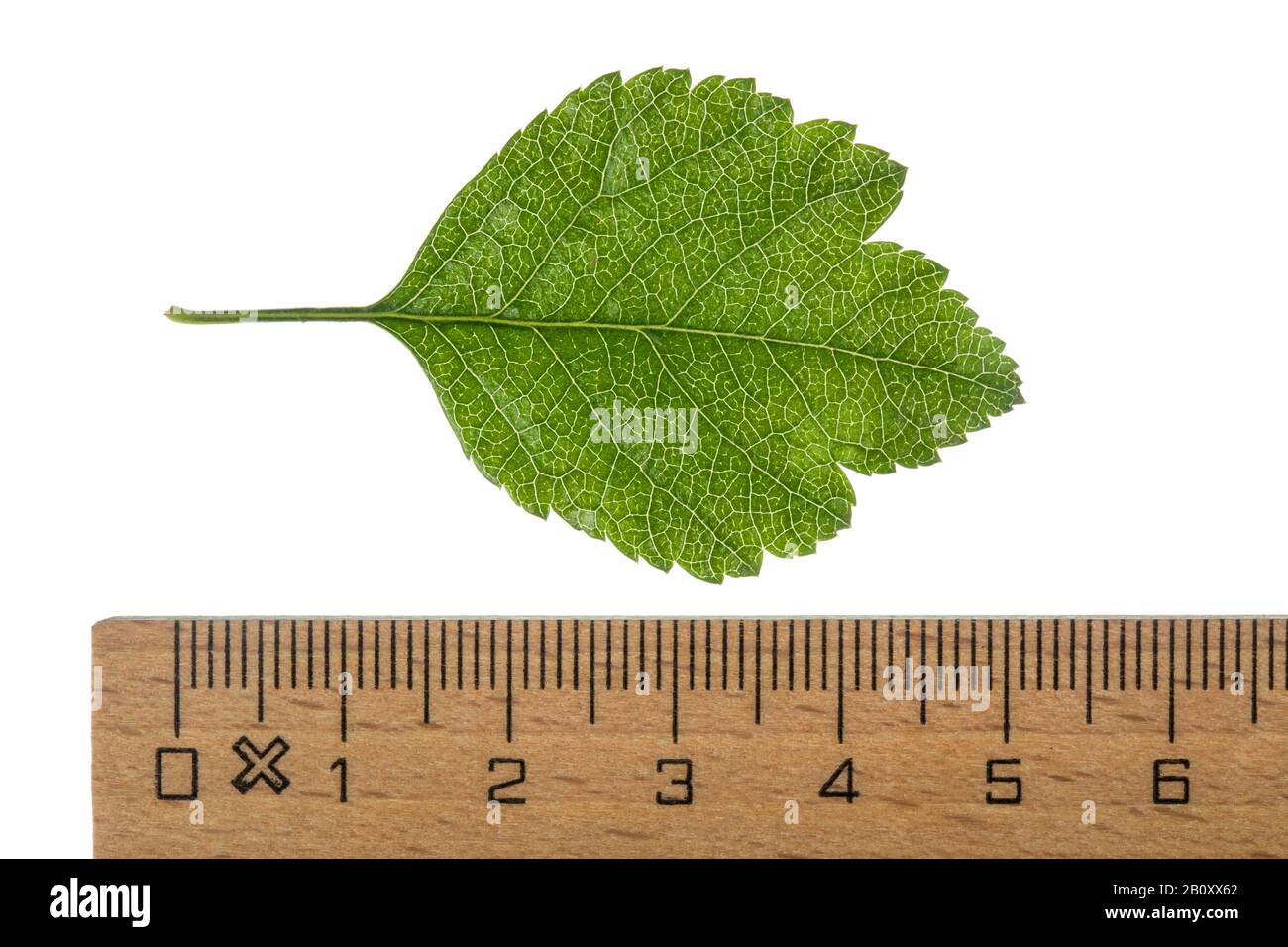 English hawthorn, midland hawthorn (Crataegus laevigata), leaf, cutout ...