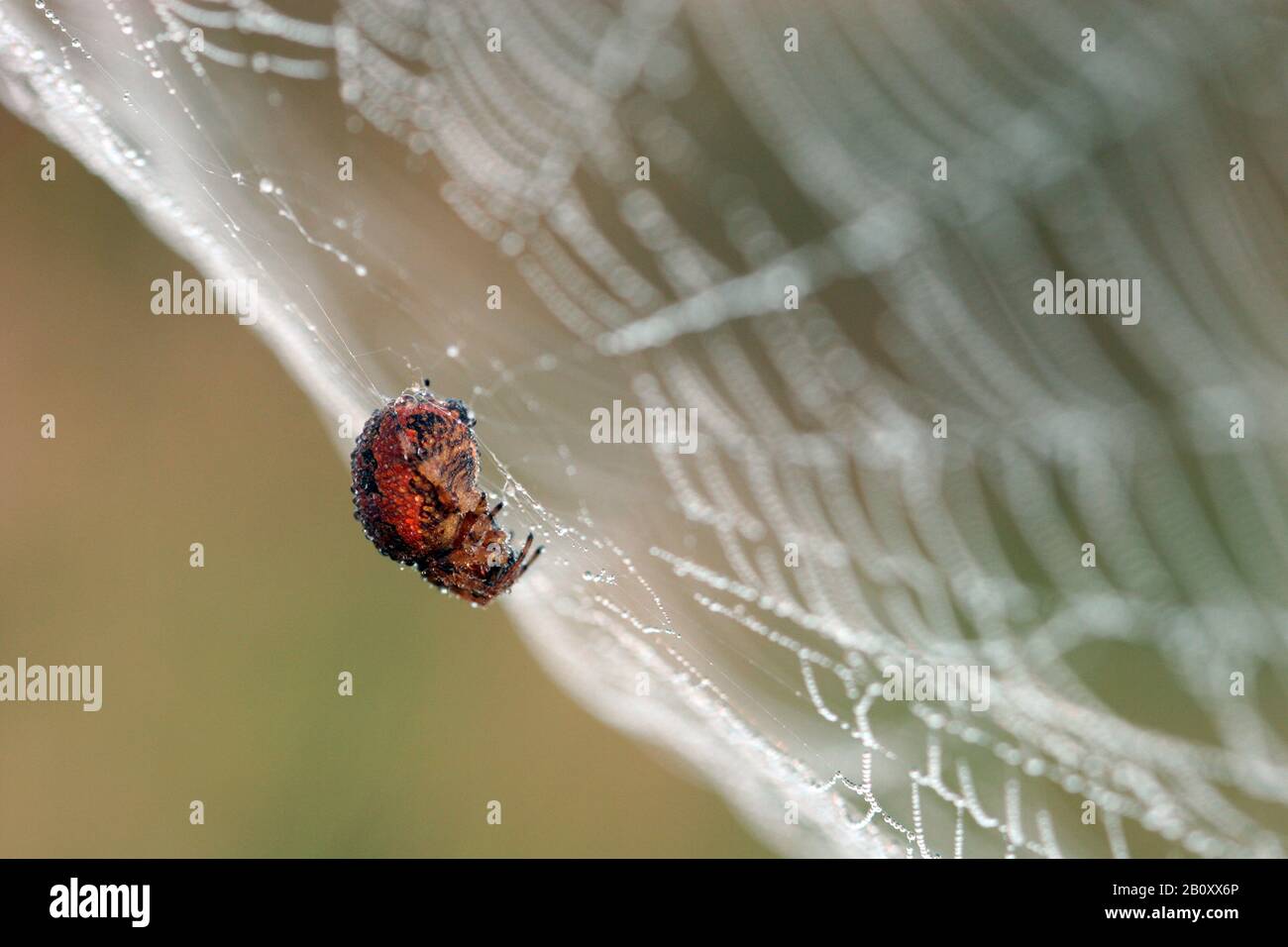 cross orbweaver, European garden spider, cross spider (Araneus ...