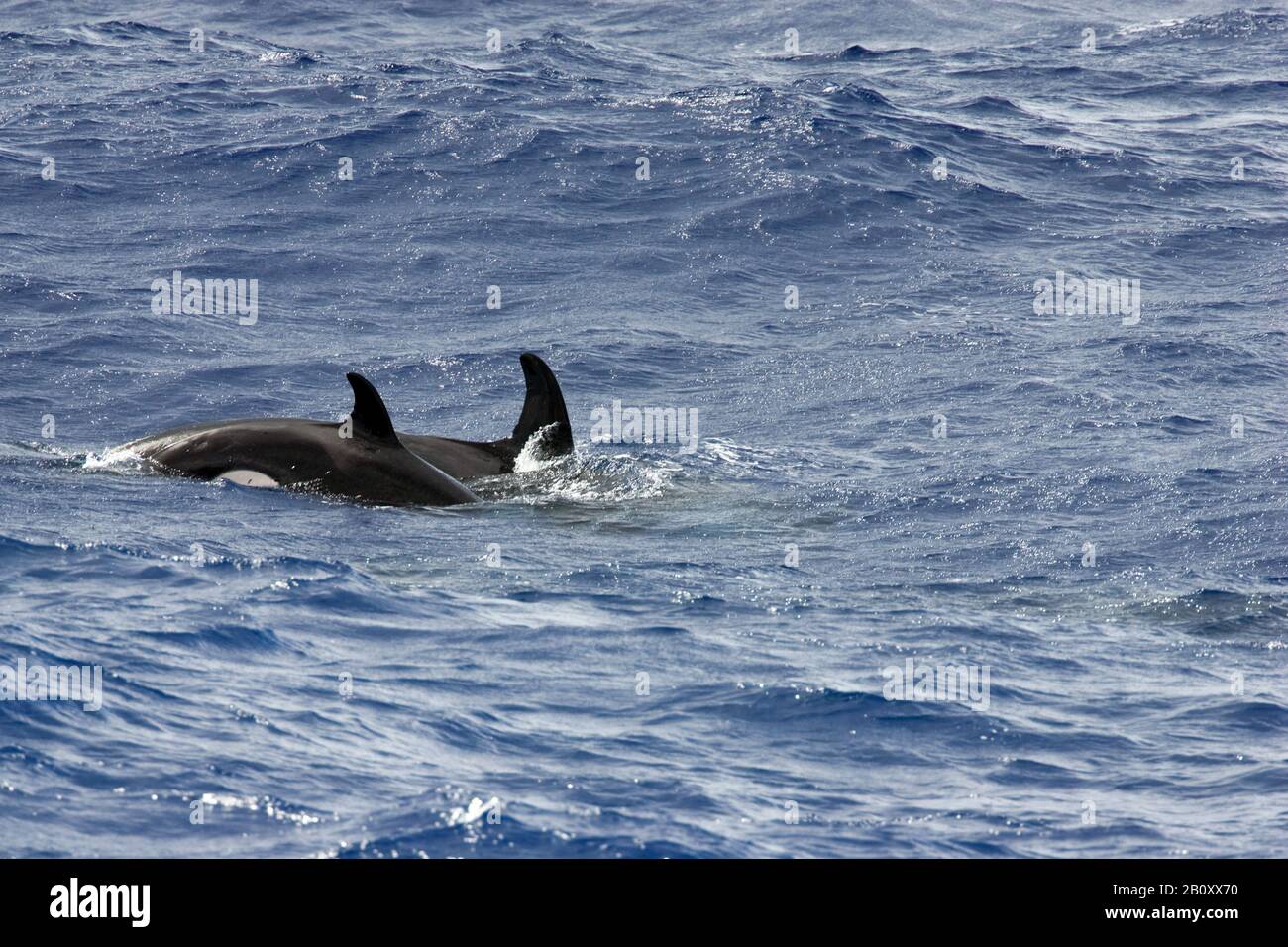 Killer whale swims on surface hi-res stock photography and images - Alamy