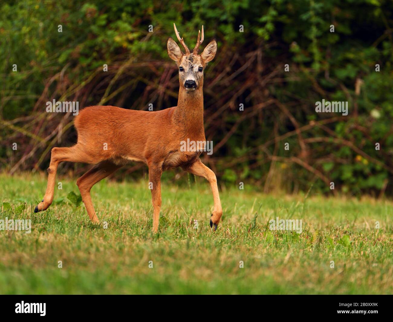 roe deer (Capreolus capreolus), securing roe buck in a forest meadow ...