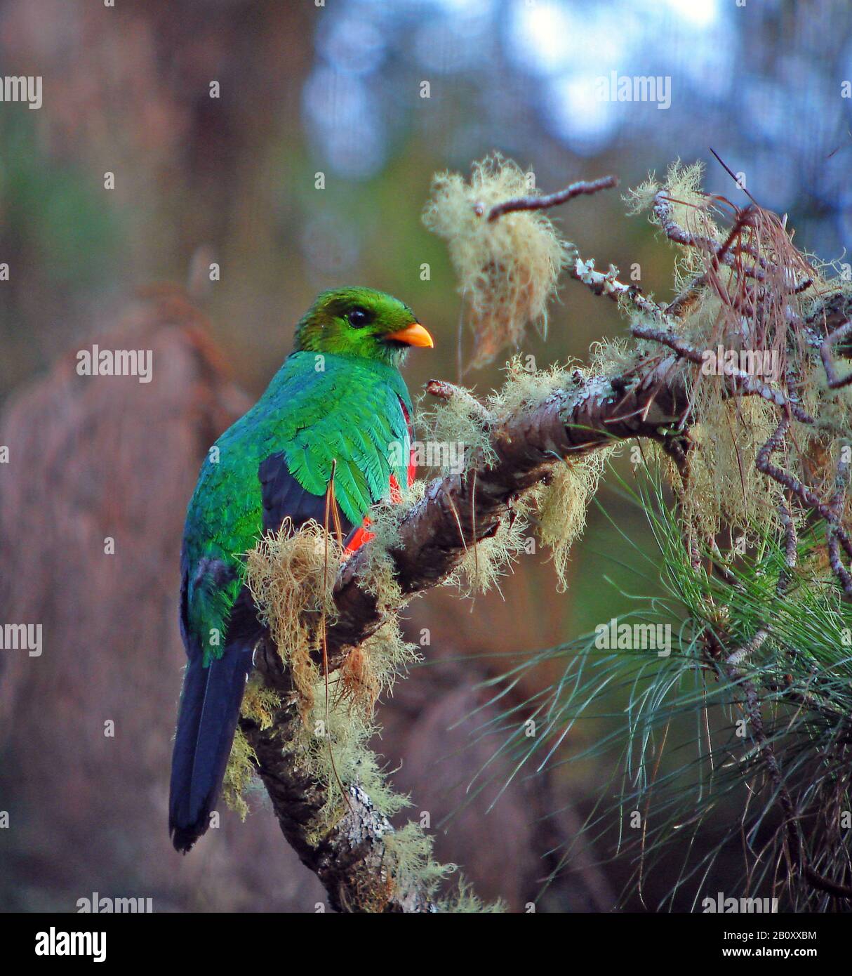 white-tipped quetzal (Pharomachrus fulgidus), male sits on a branch ...