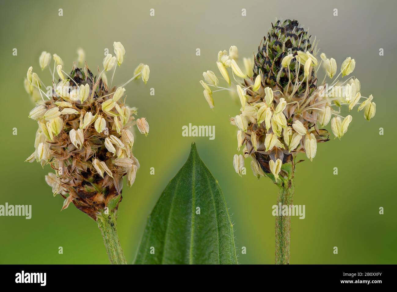 buckhorn plantain, English plantain, ribwort plantain, rib grass ...