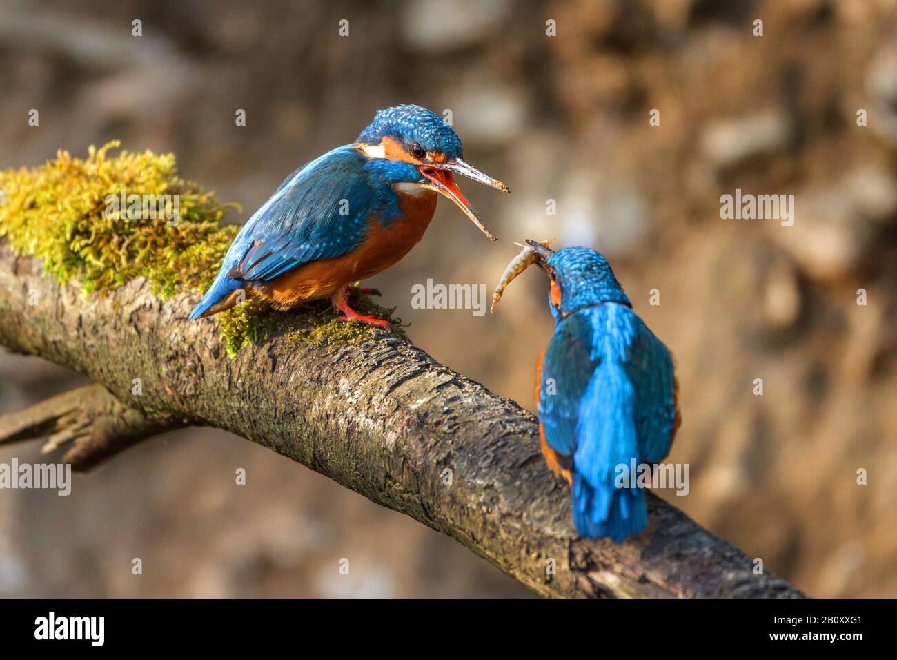 river kingfisher (Alcedo atthis), couple at courtship feeding on a ...