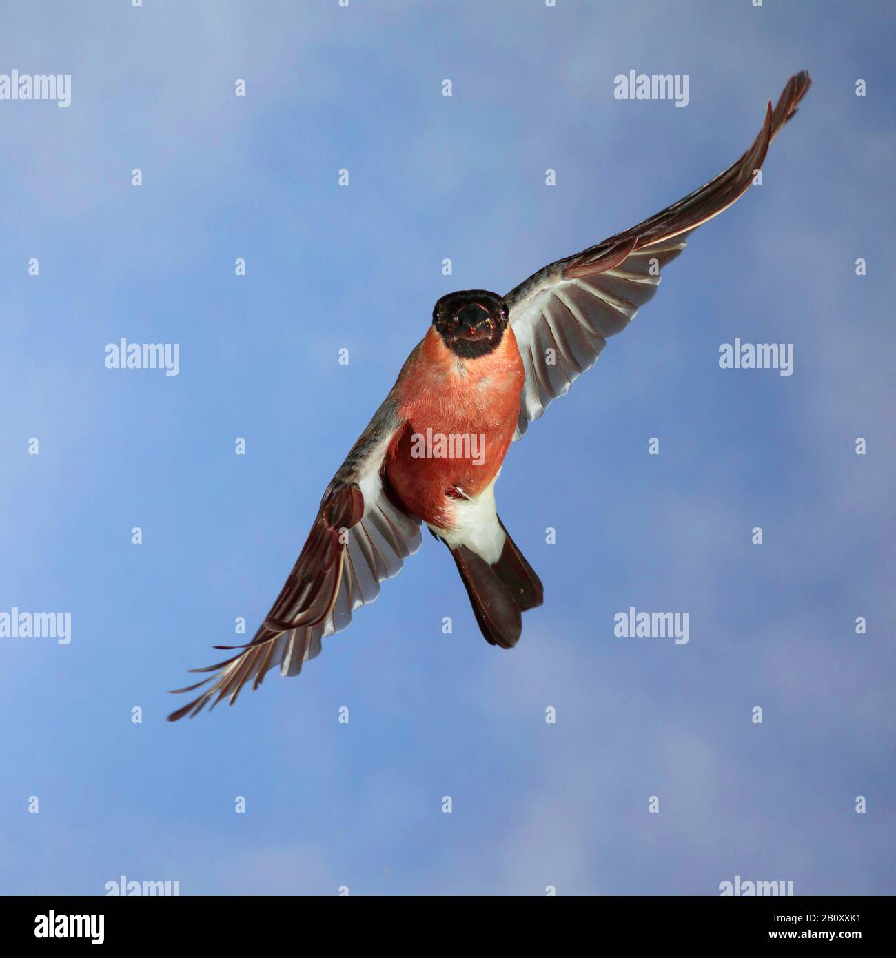 bullfinch, Eurasian bullfinch, northern bullfinch (Pyrrhula pyrrhula ...