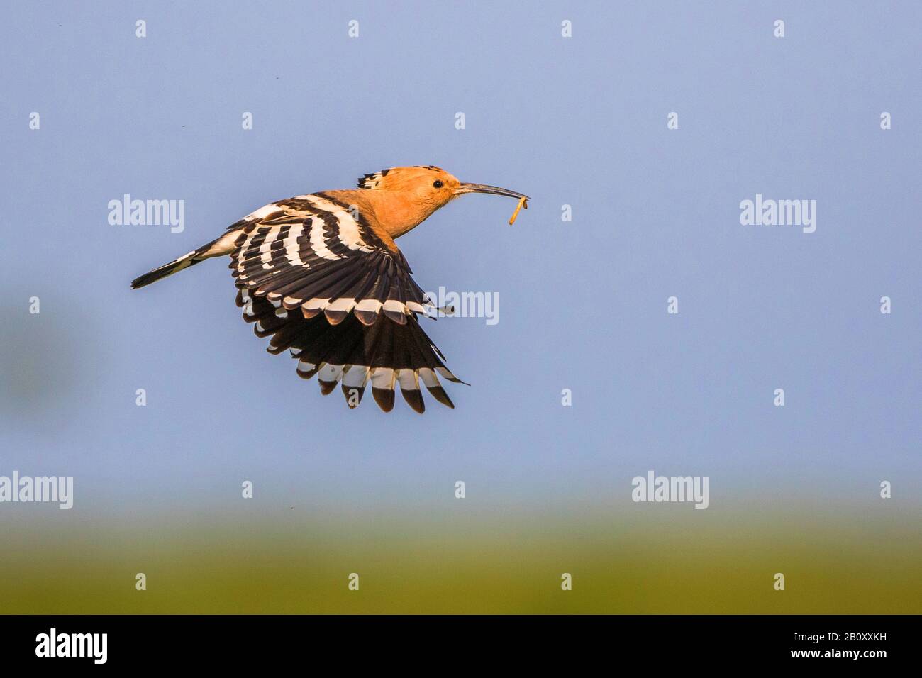 Hoopoe flight hi-res stock photography and images - Alamy