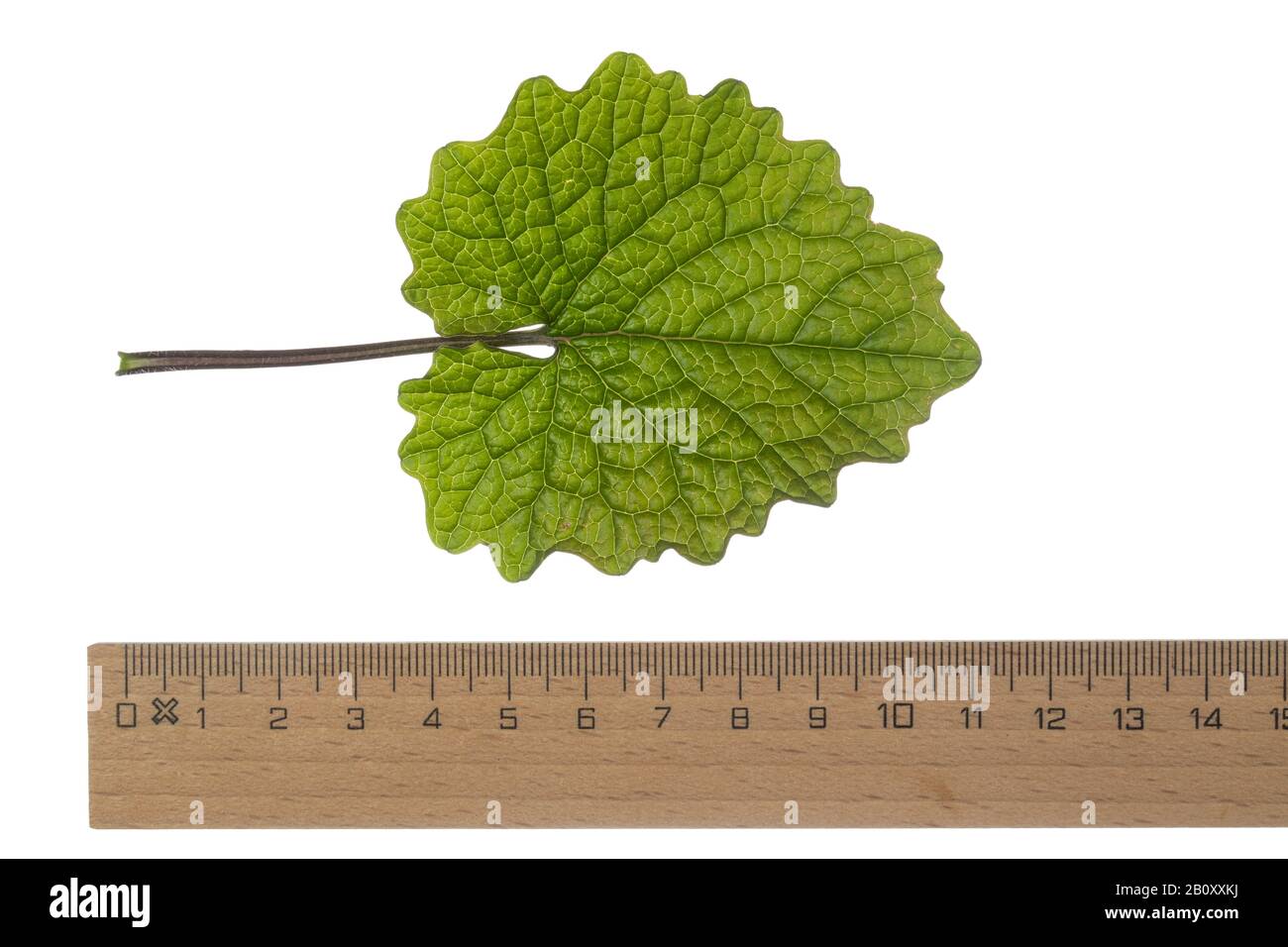 Garlic mustard, Hedge Garlic, Jack-by-the-Hedge (Alliaria petiolata ...