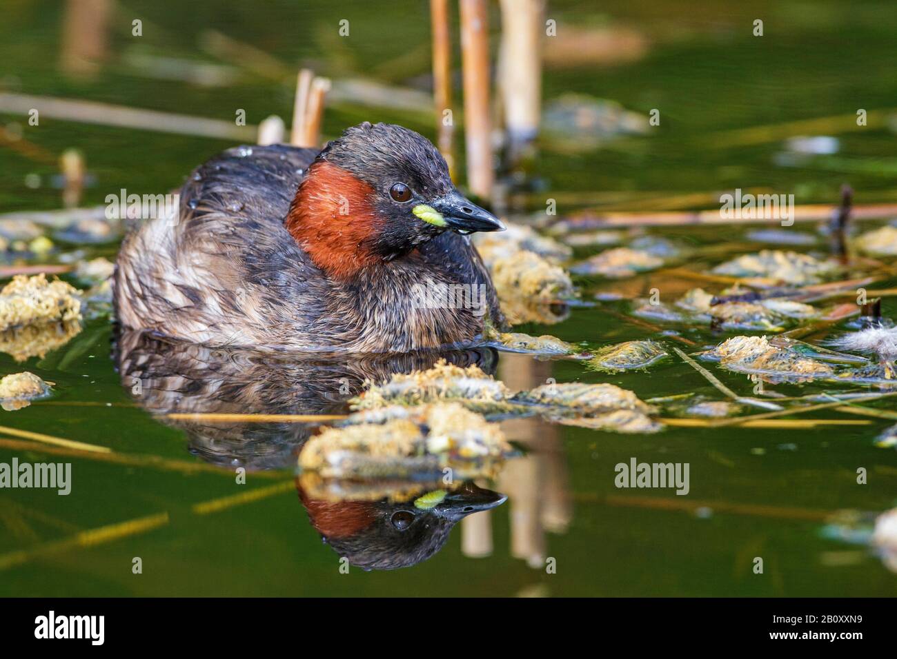 little grebe (Podiceps ruficollis, Tachybaptus ruficollis), swimming in ...