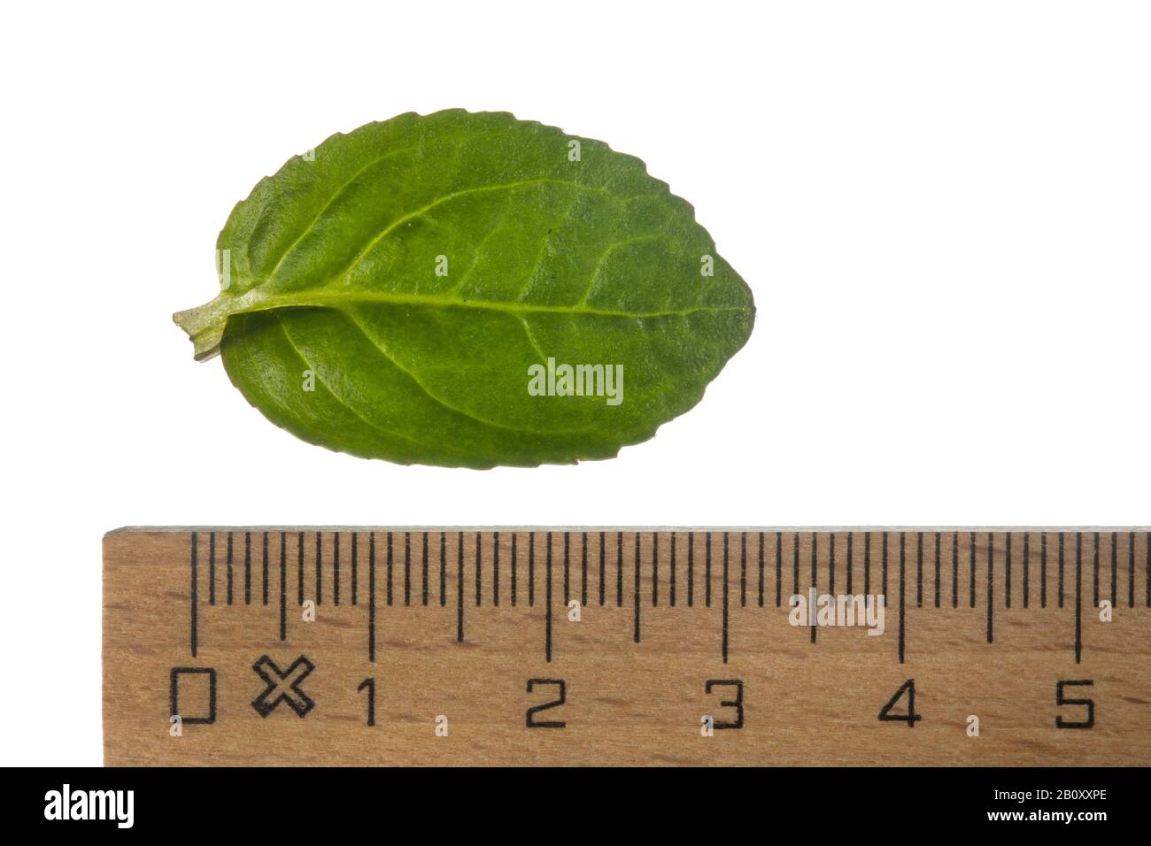 European ruler hi-res stock photography and images - Alamy