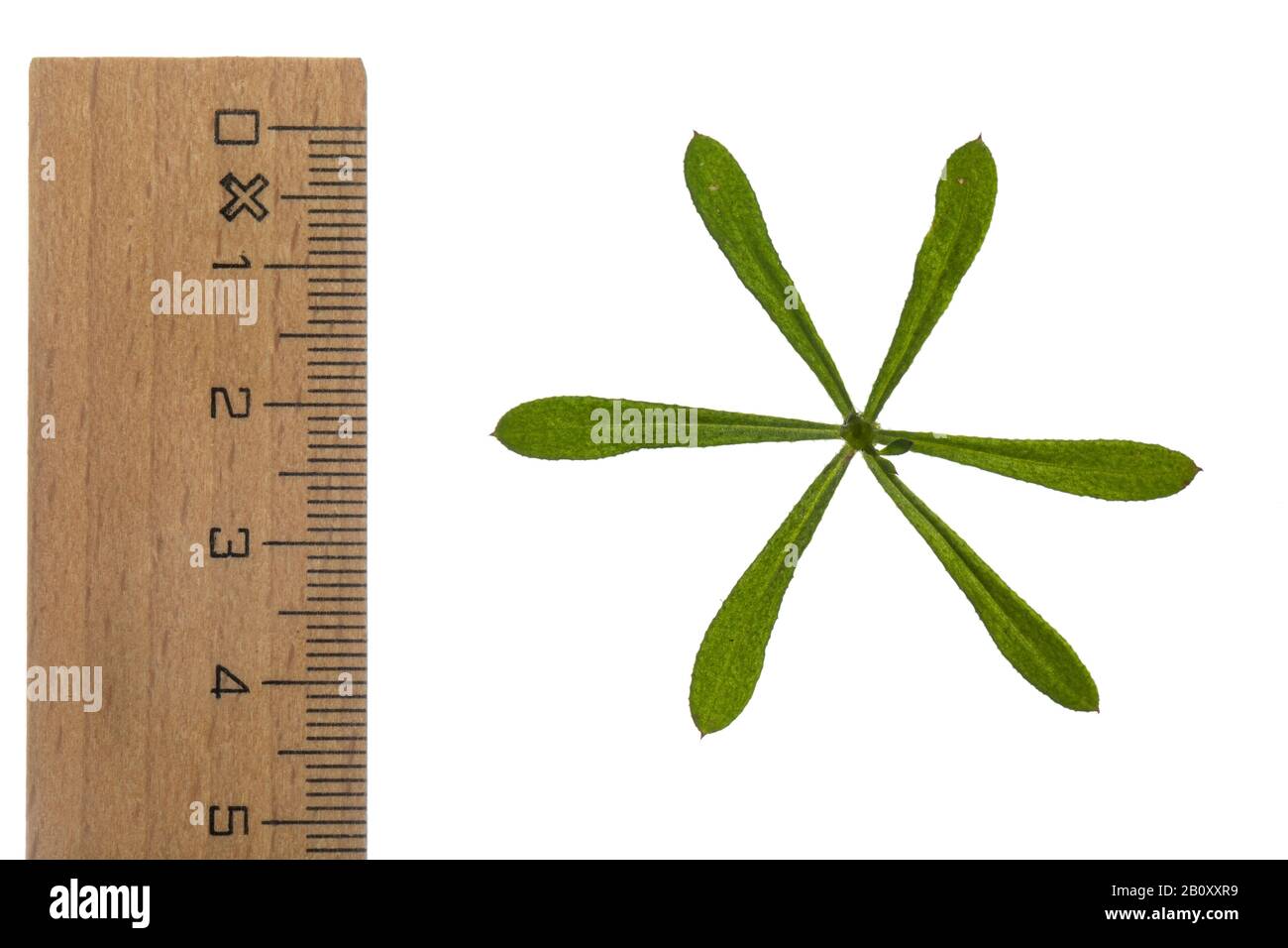Cleavers, Goosegrass, Catchweed bedstraw (Galium aparine), leaf whorl ...