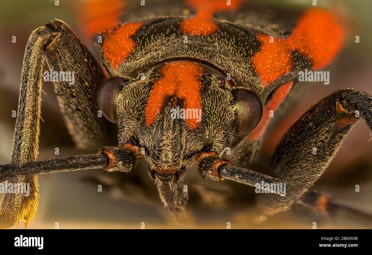 Bug portrait hi-res stock photography and images - Alamy