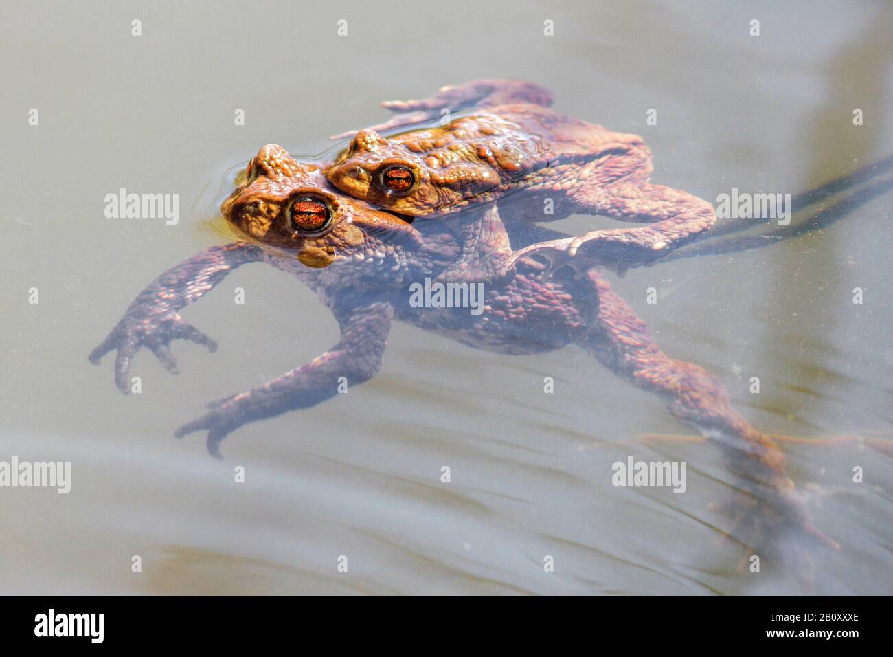 Toads mating in water hi-res stock photography and images - Alamy