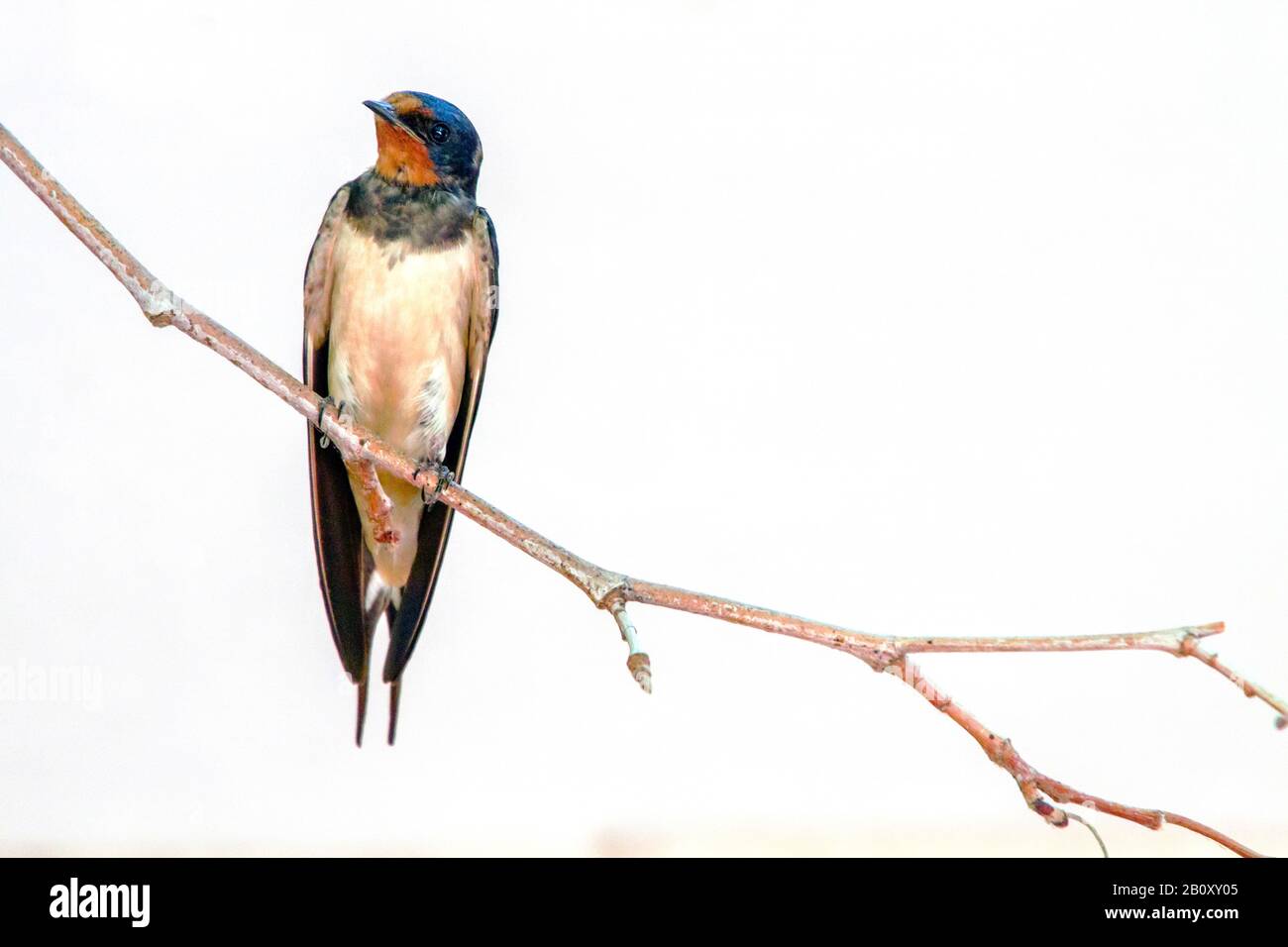 barn swallow (Hirundo rustica), sit on a branch, Greece Stock Photo - Alamy