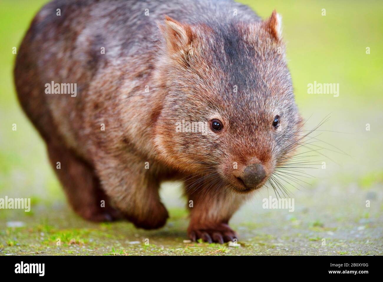 common wombat, coarse-haired wombat, forest wombat, naked-nosed wombat ...