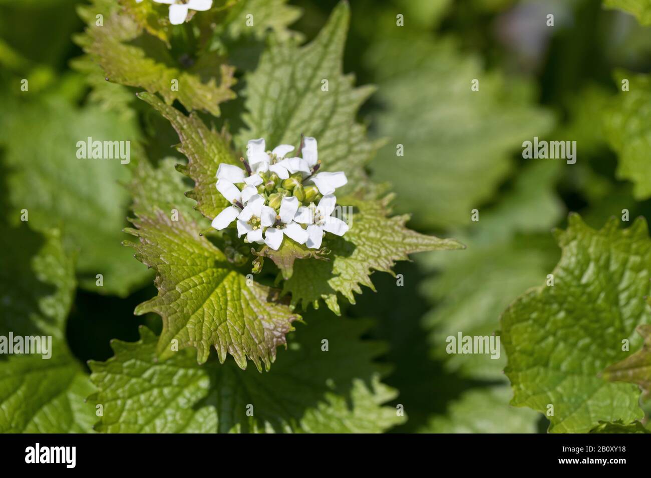 Garlic mustard, Hedge Garlic, Jack-by-the-Hedge (Alliaria petiolata ...