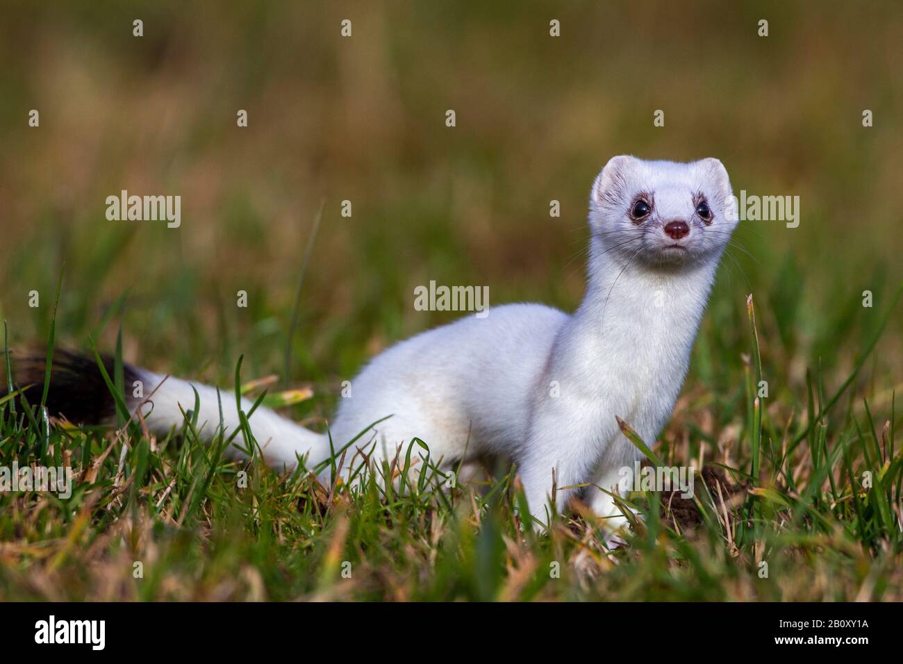 Stoat