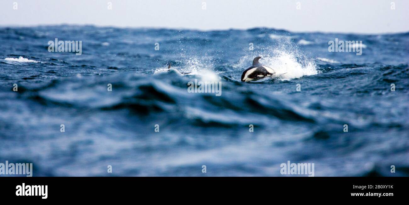 hourglass dolphin, southern white-sided dolphin (Lagenorhynchus ...