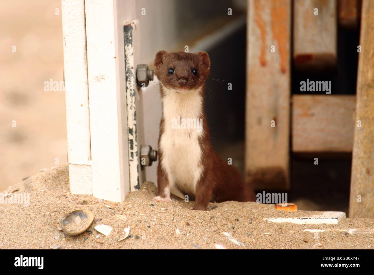 Least weasels hi-res stock photography and images - Alamy