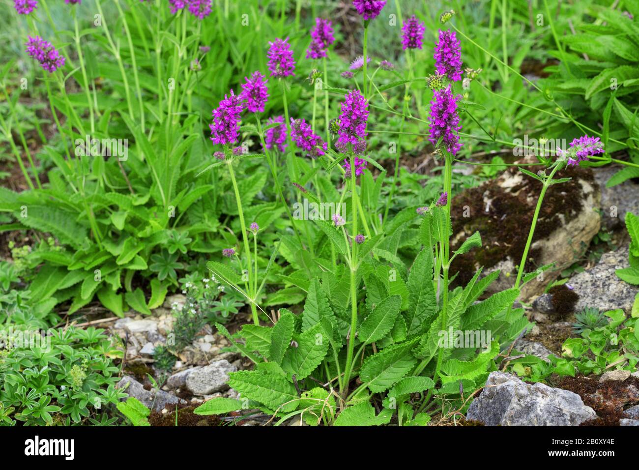 Betony, Wood betony, Purple betony, Bishopwort (Betonica officinalis ...
