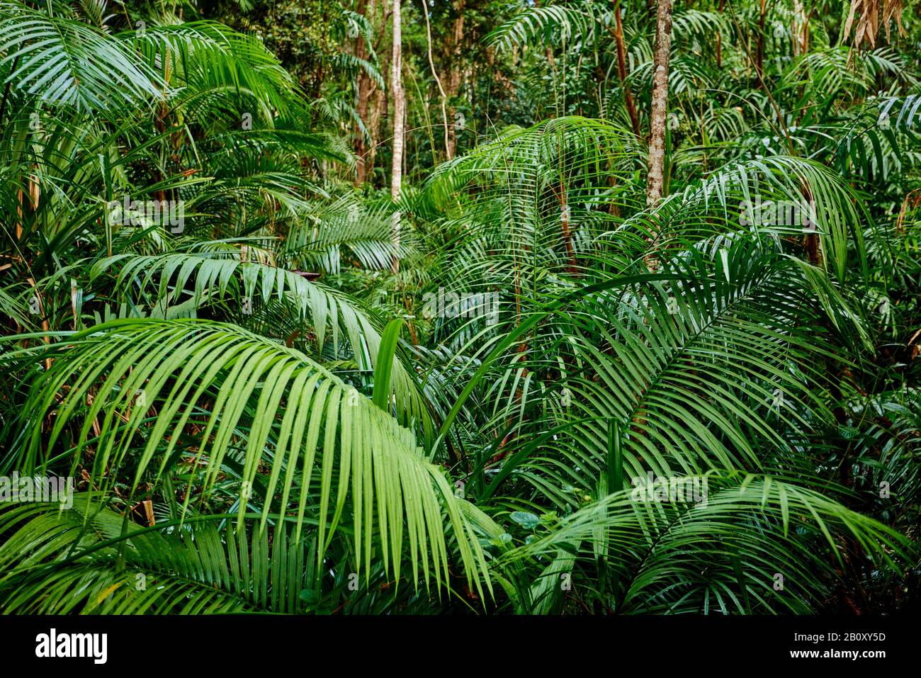 Archontophoenix cunninghamiana palm hi-res stock photography and images ...