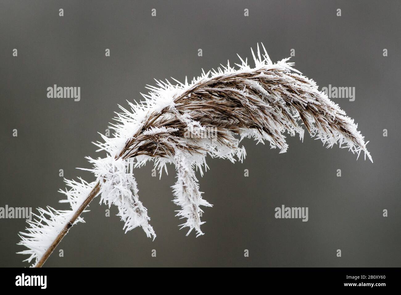 reed grass, common reed (Phragmites communis, Phragmites australis ...