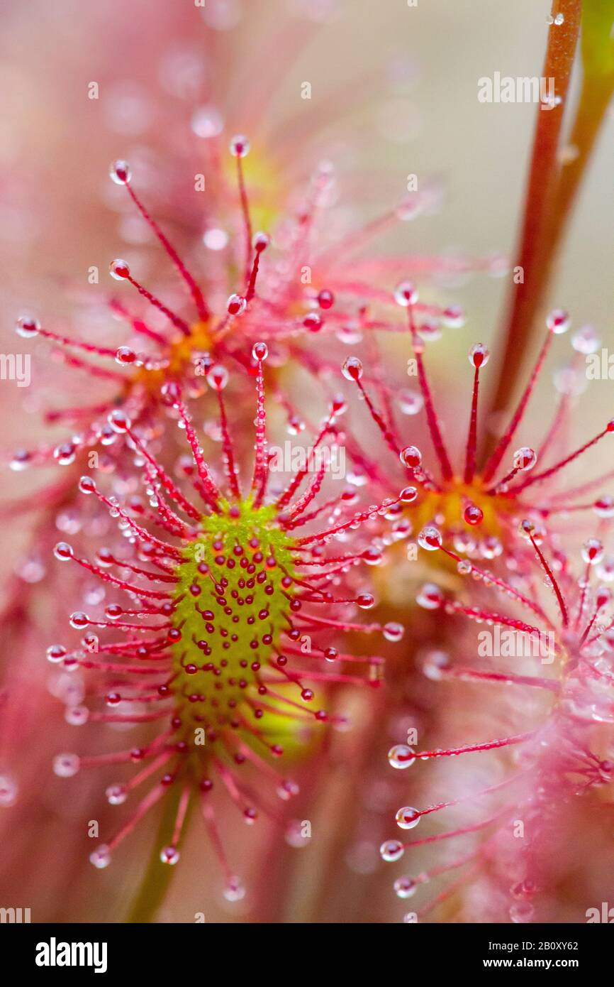 long-leaved sundew, oblong-leaved sundew, spoon-leaved sundew (Drosera ...