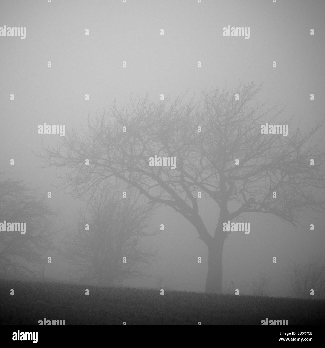 Tree in the mist Stock Photo - Alamy