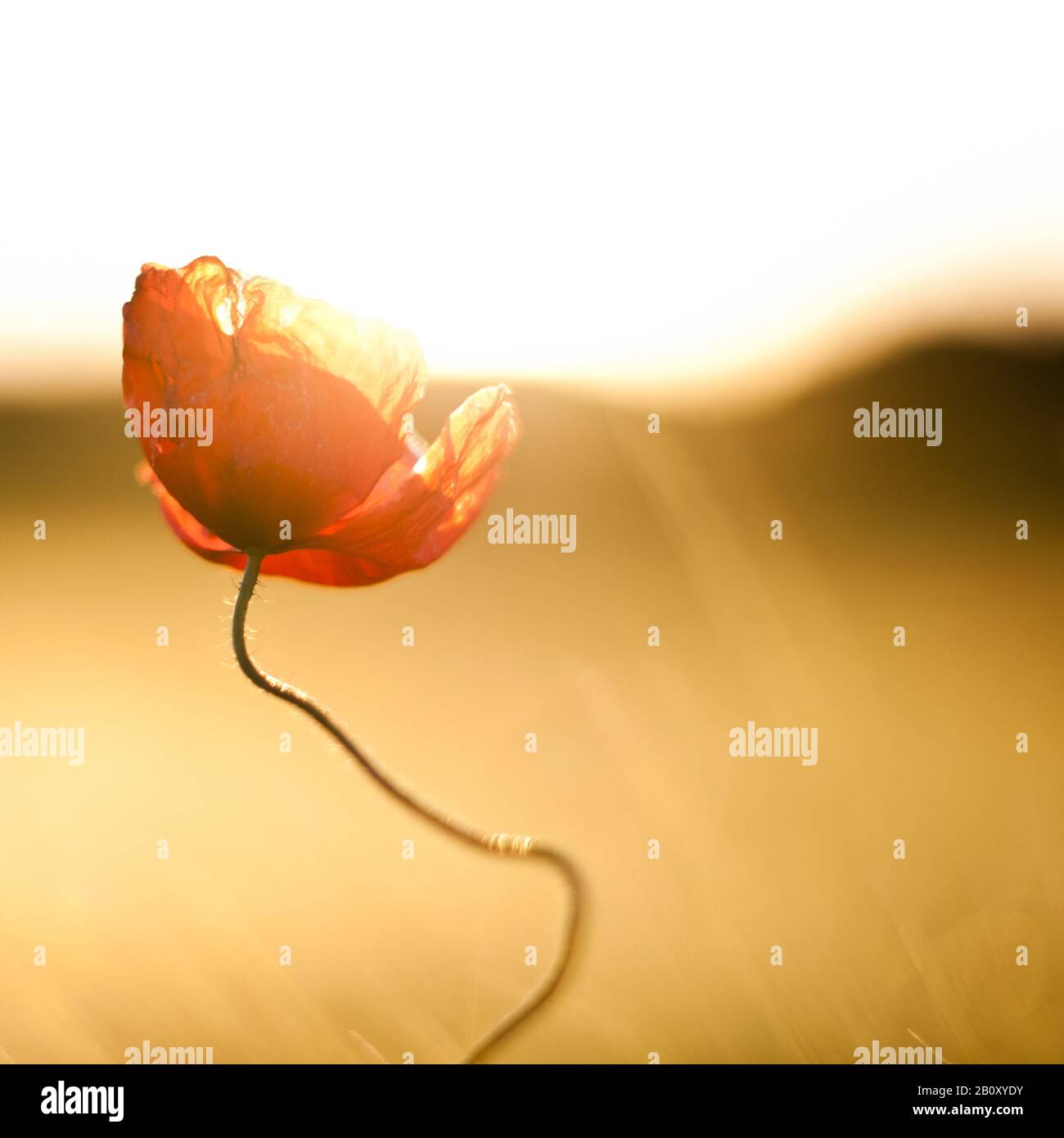 Back light reception hi-res stock photography and images - Alamy