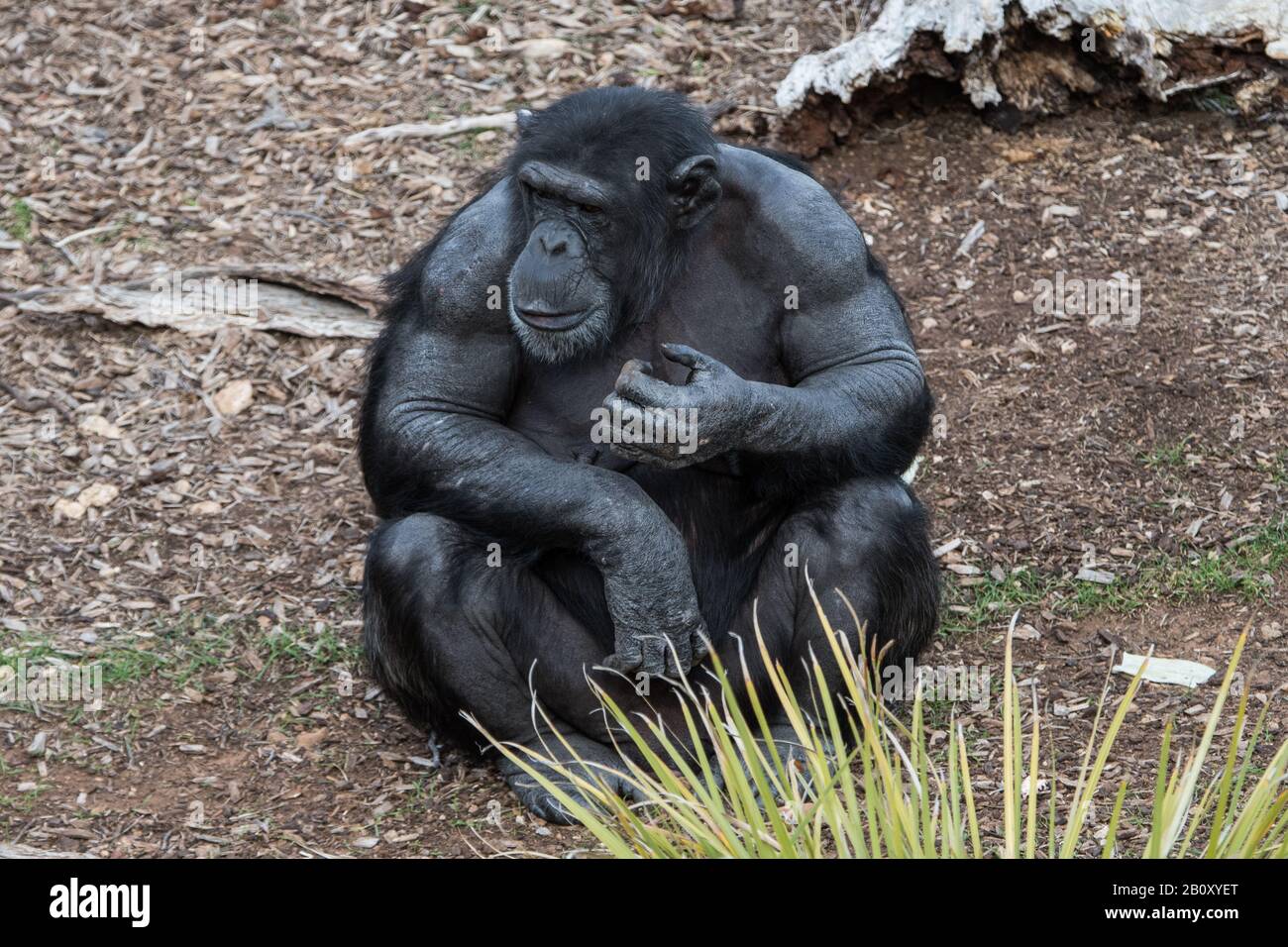 Chimpanzee omnivore hi-res stock photography and images - Alamy