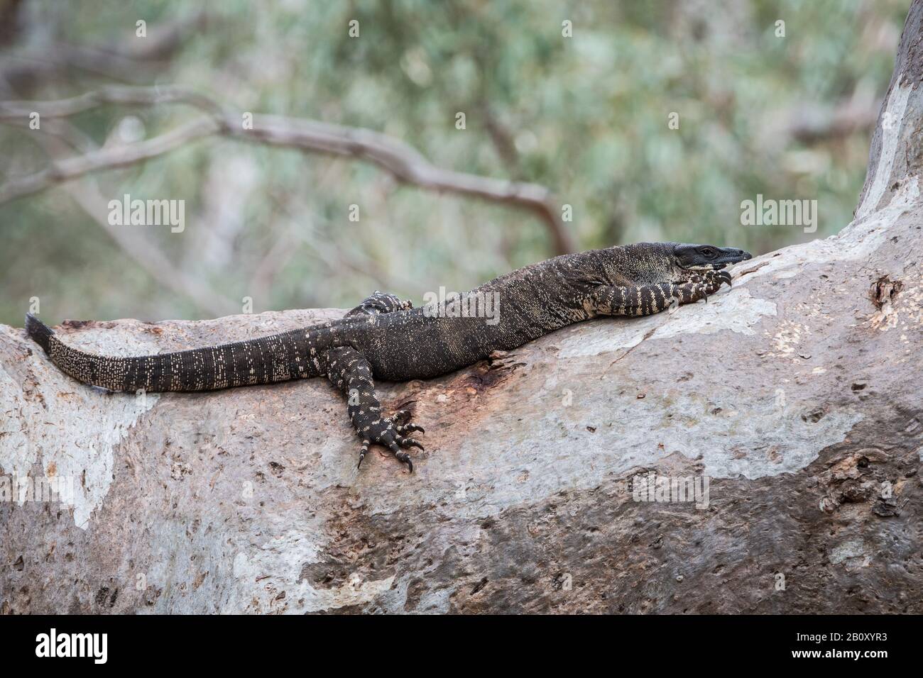 Lace Monitor 4 Stock Photo - Alamy