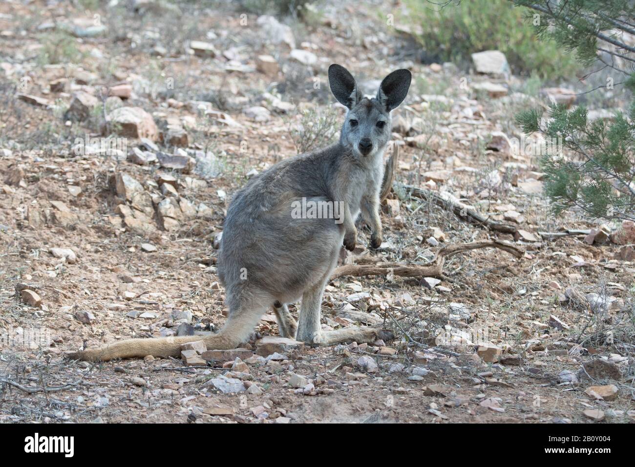 Euro kangaroo hi-res stock photography and images - Alamy
