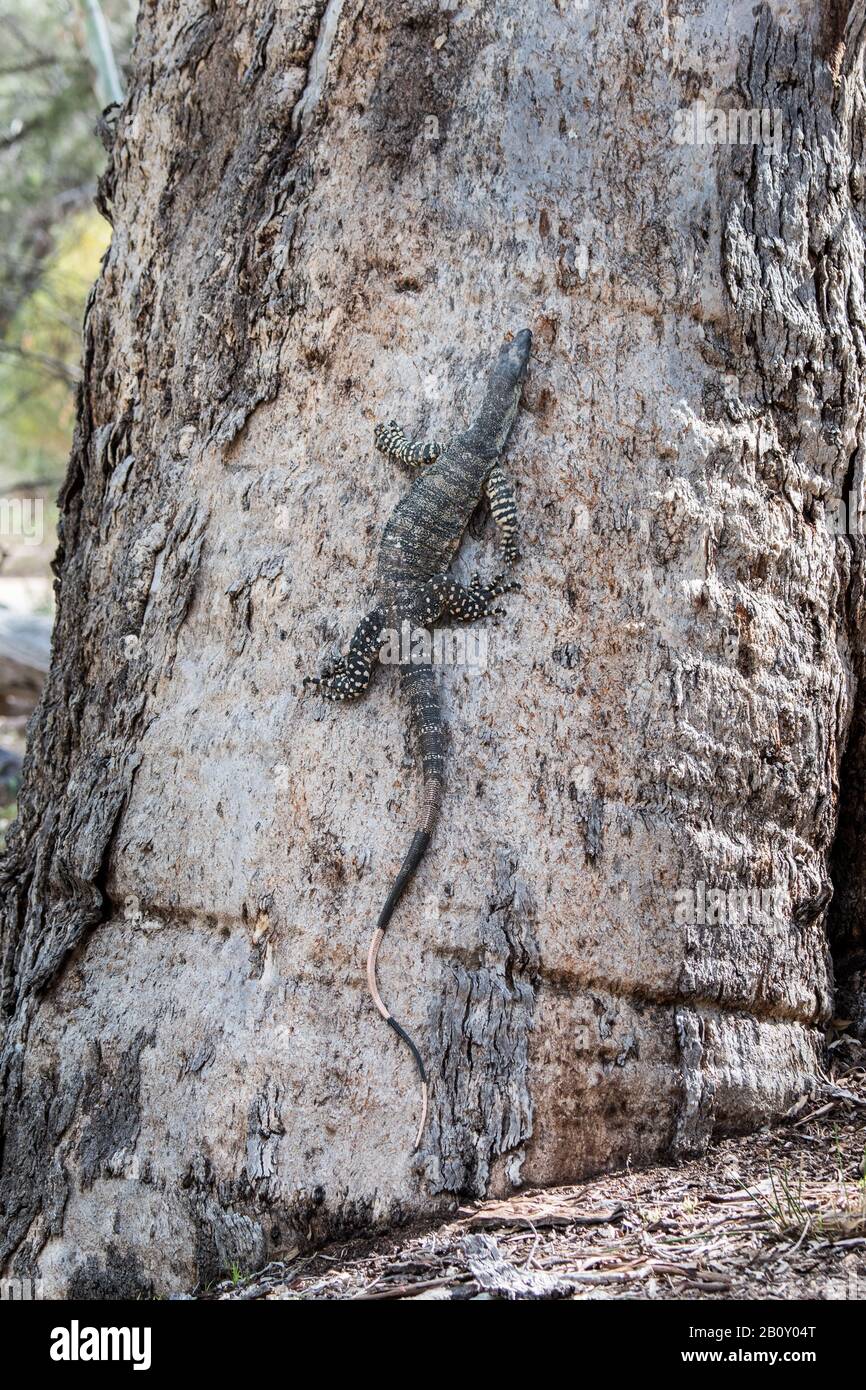 Lace monitor climbing tree hi-res stock photography and images - Alamy