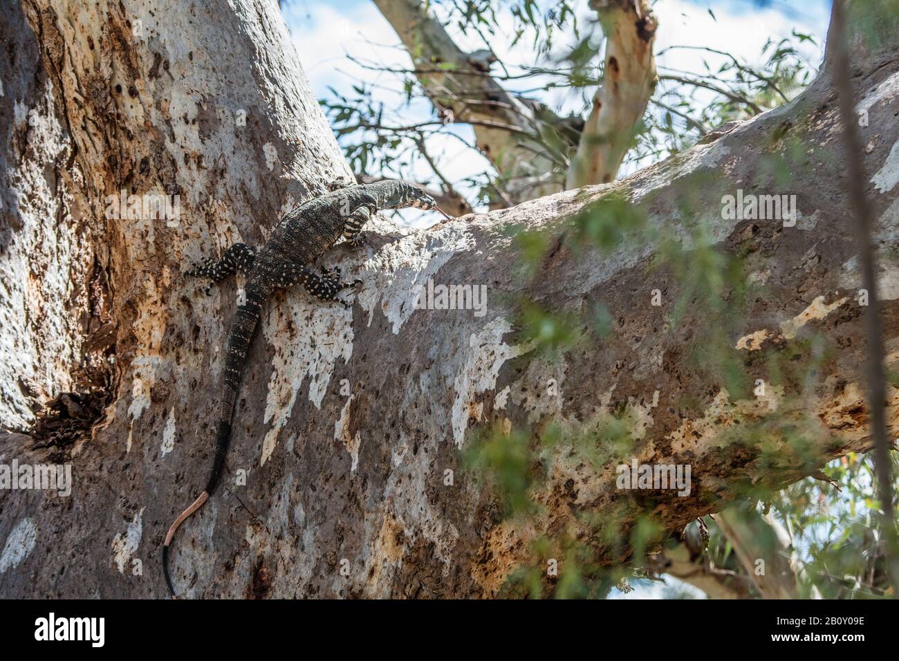 Lace Monitor 2 Stock Photo - Alamy