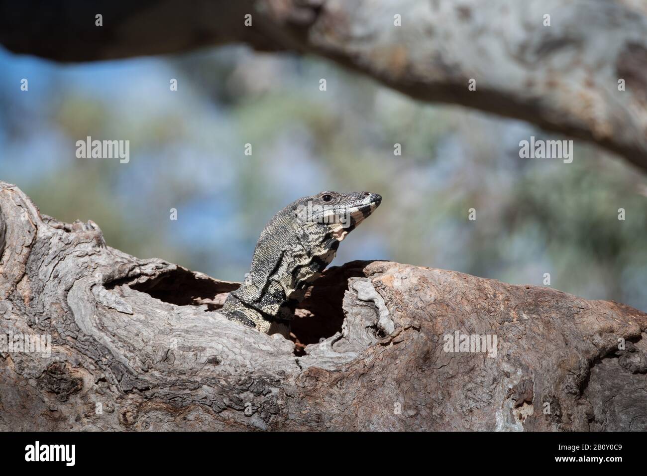 Lace monitor hi-res stock photography and images - Alamy