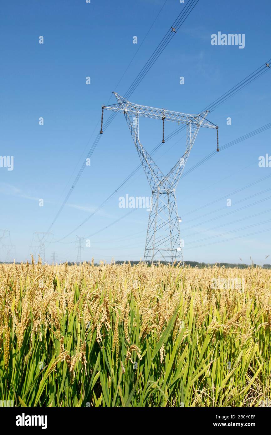 The rice in the field Stock Photo - Alamy