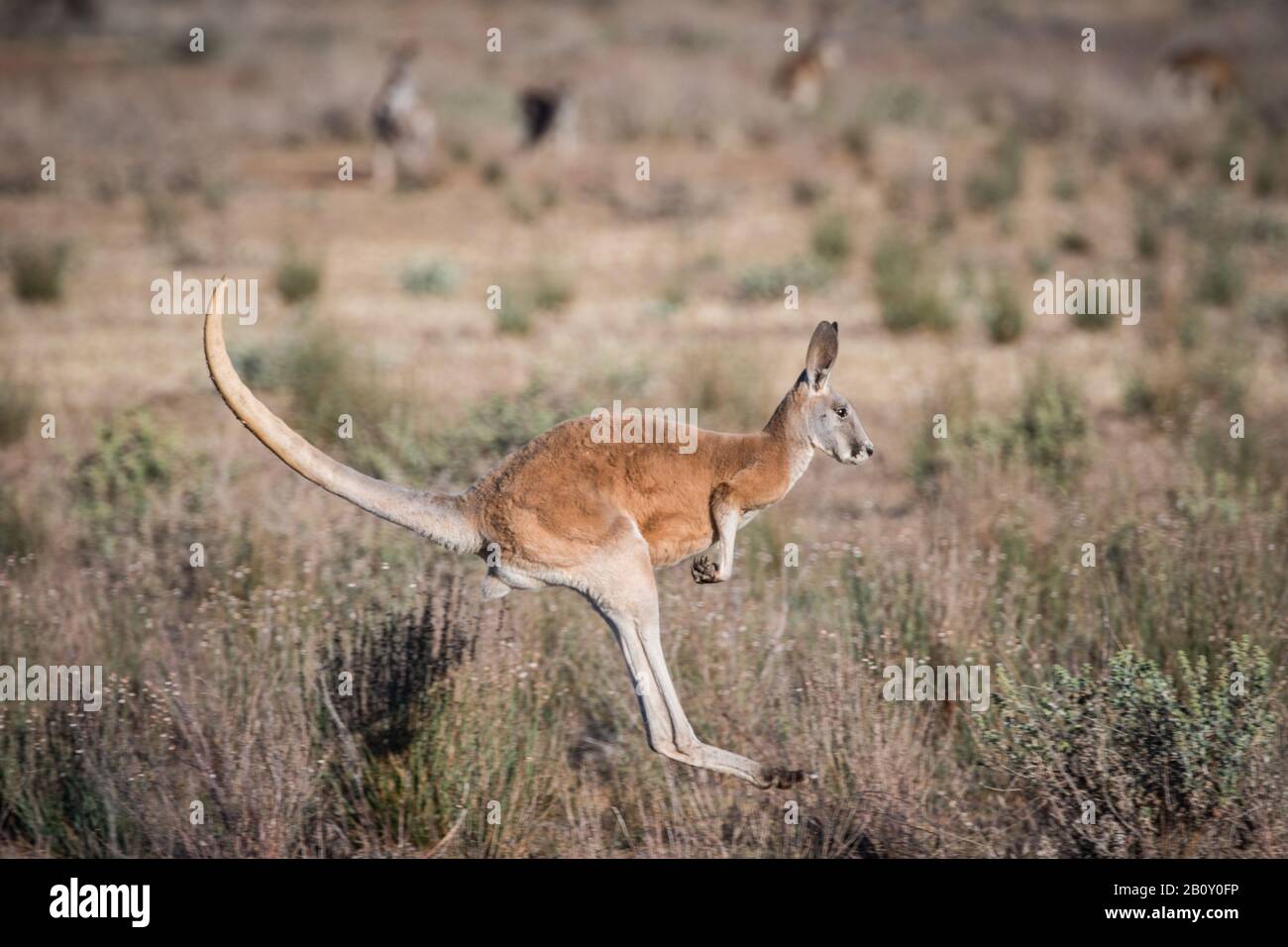 Red Kangaroo 2 Stock Photo - Alamy