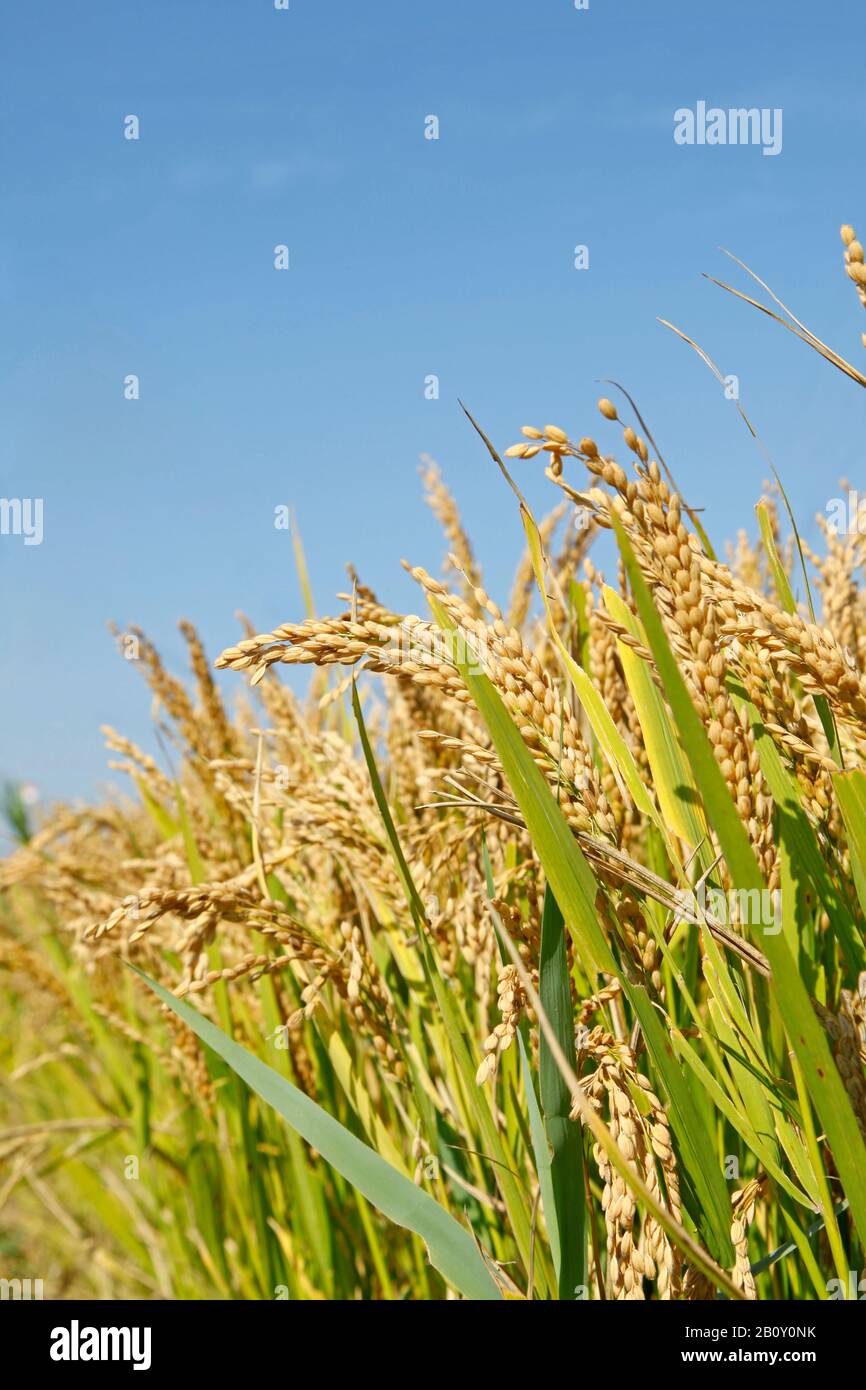 The rice in the field Stock Photo - Alamy
