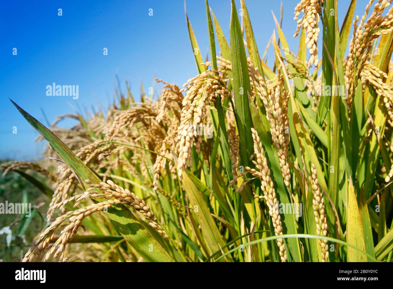 The rice in the field Stock Photo - Alamy